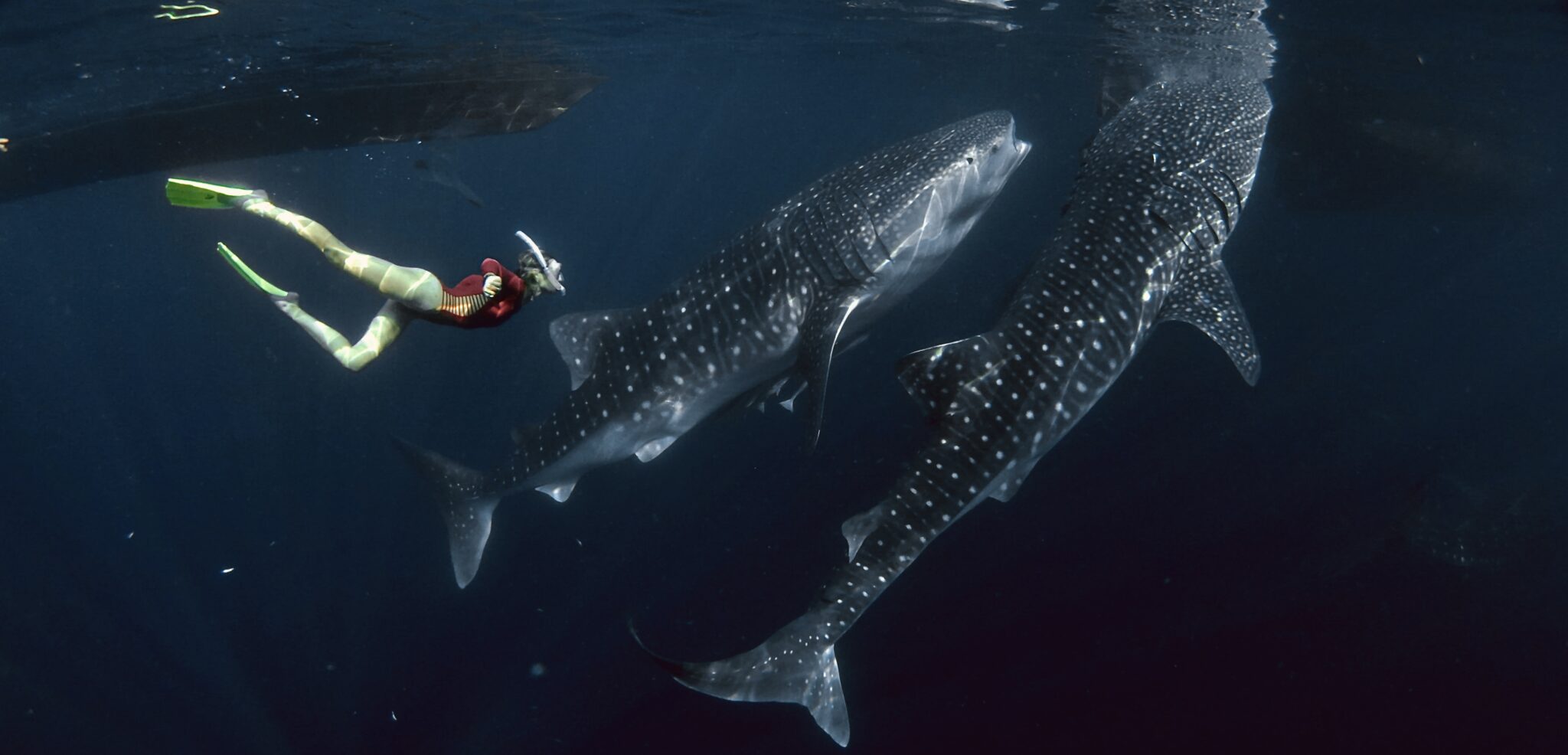 sumbawa Whale shark start Lombok - Sumbawa Adventour