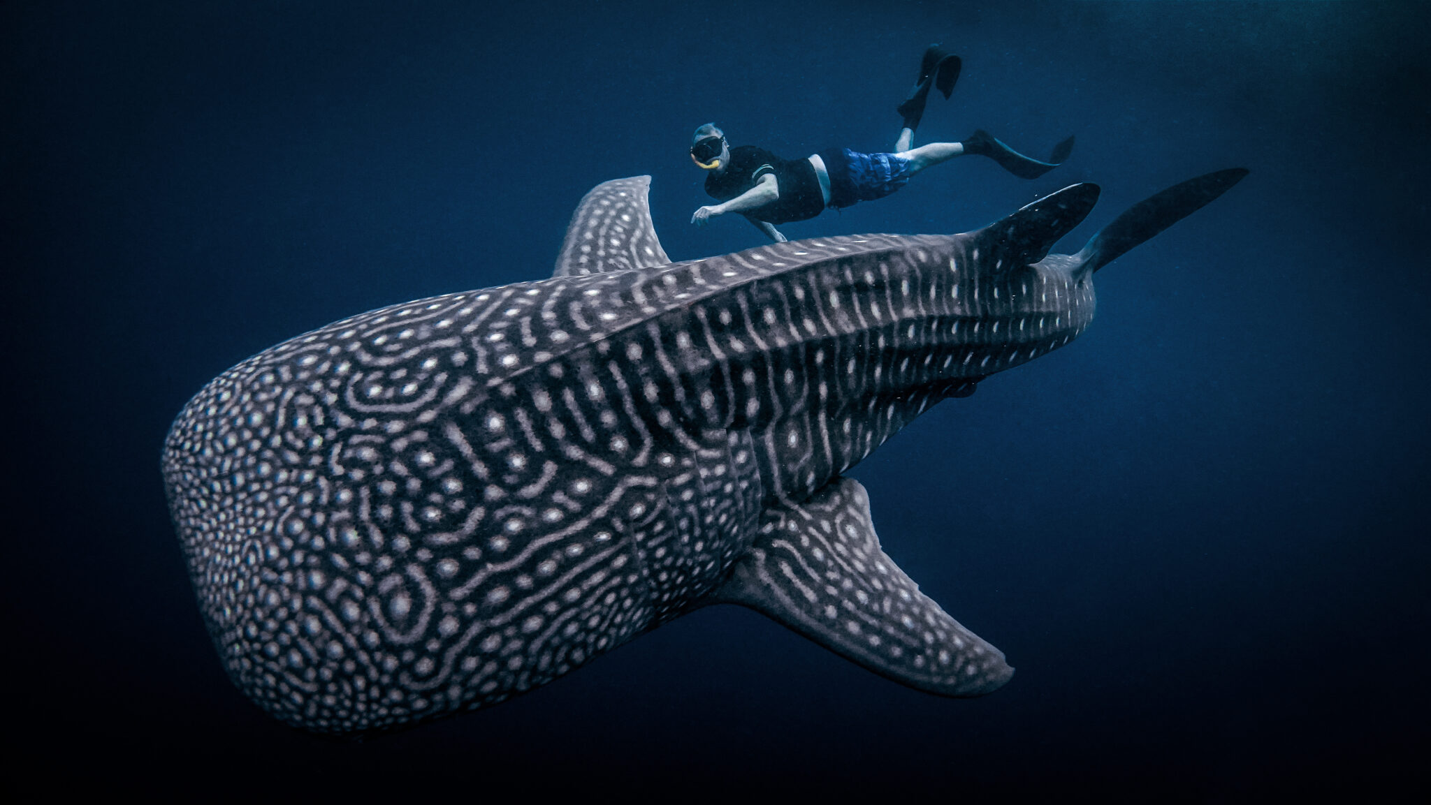Whale Shark Sumbawa - Sumbawa Whale Shark Tour