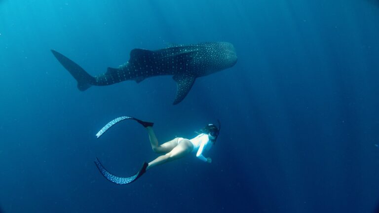 Sumbawa Whale Sharks : a moment to remember in Saleh Bay