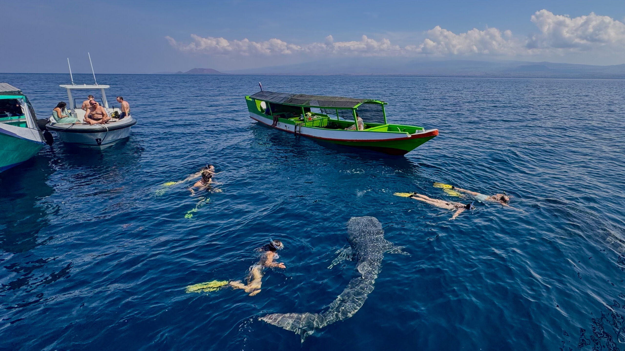 whale shark sumbawa tour labuhan jambu - Sumbawa Adventour